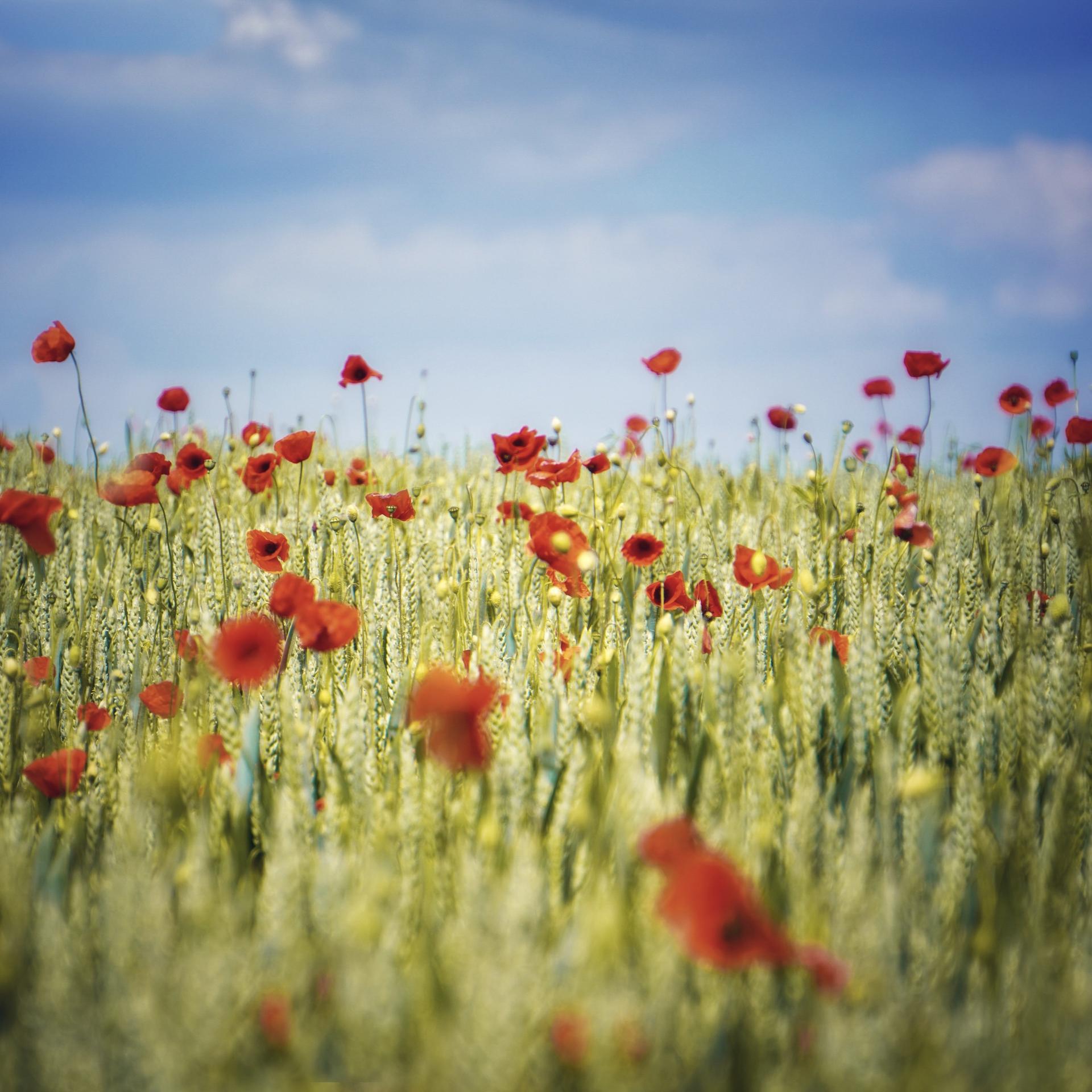 Summer Fields – Peaklass | Peak District Photography