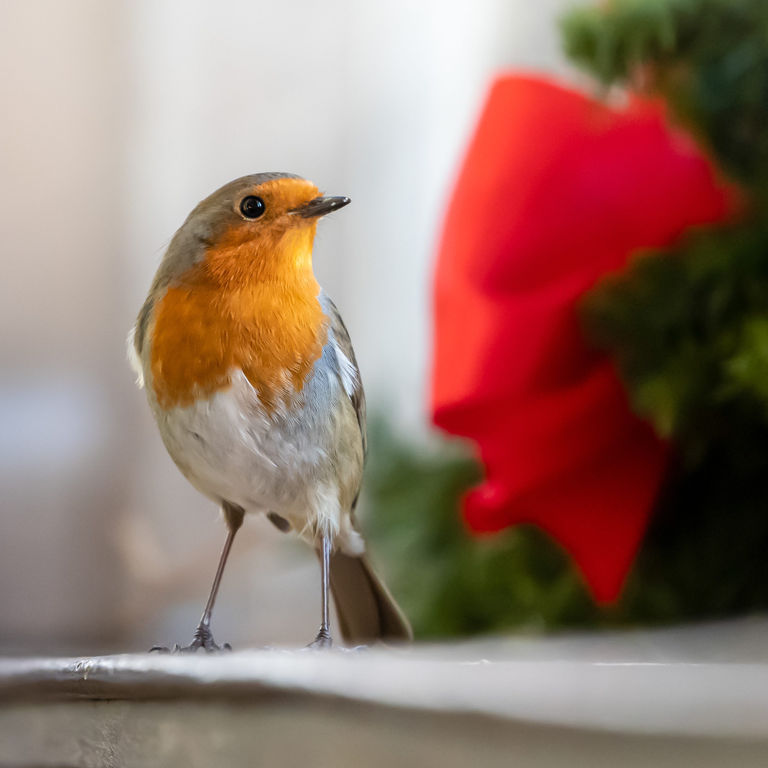 The Very Clever Robin – Peaklass | Peak District Photography